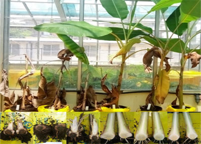 Sopisco News : Newsletter entirely dedicated to the banana and reefer ...